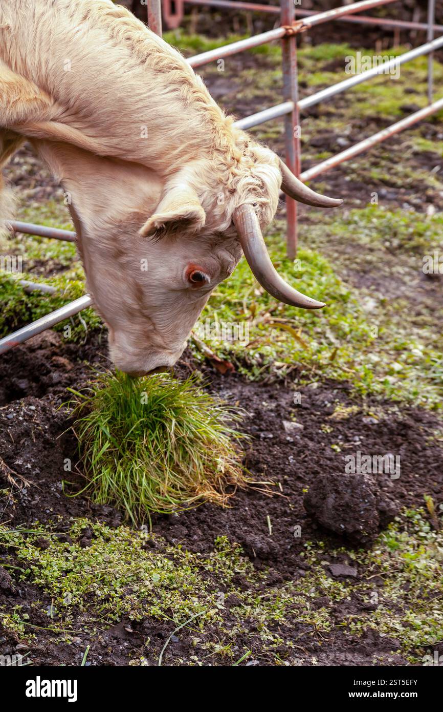 Cattle grazing eco friendly organic hi-res stock photography and images ...