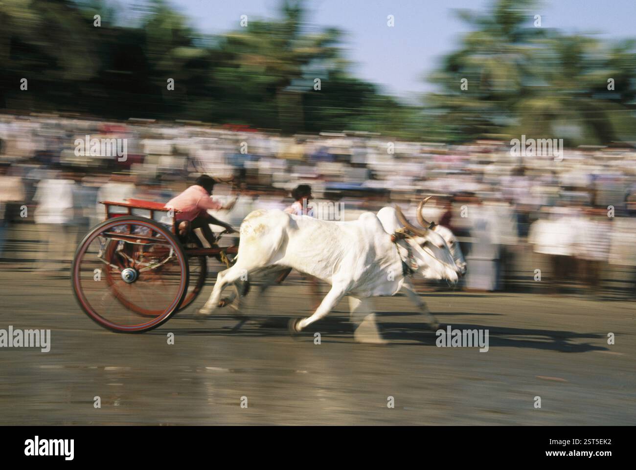 Indian bullock cart race hi-res stock photography and images - Alamy