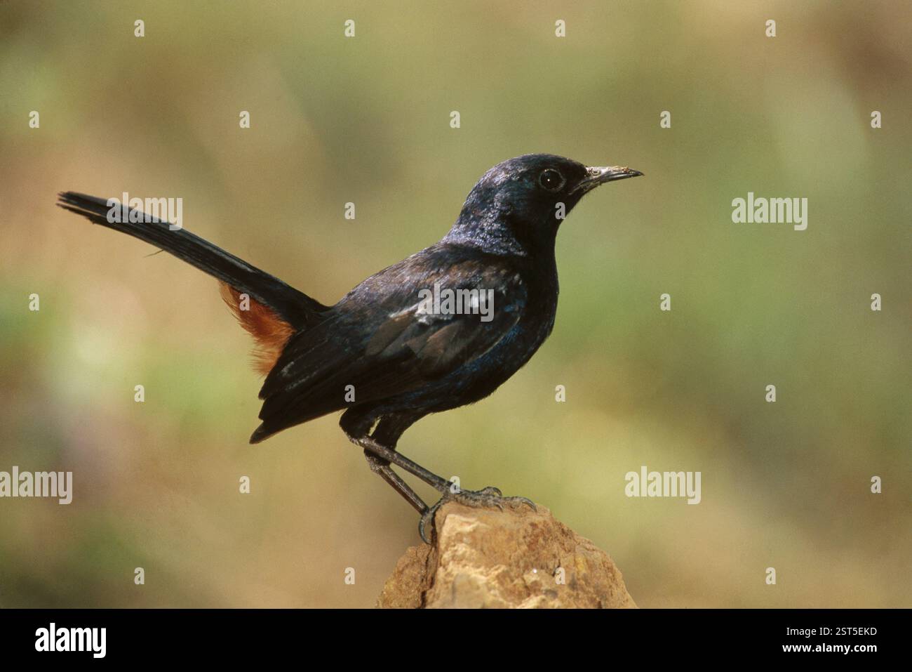 Birds, Indian Robin Saxicoloides fulicata Male, Bangalore, India, Asia ...