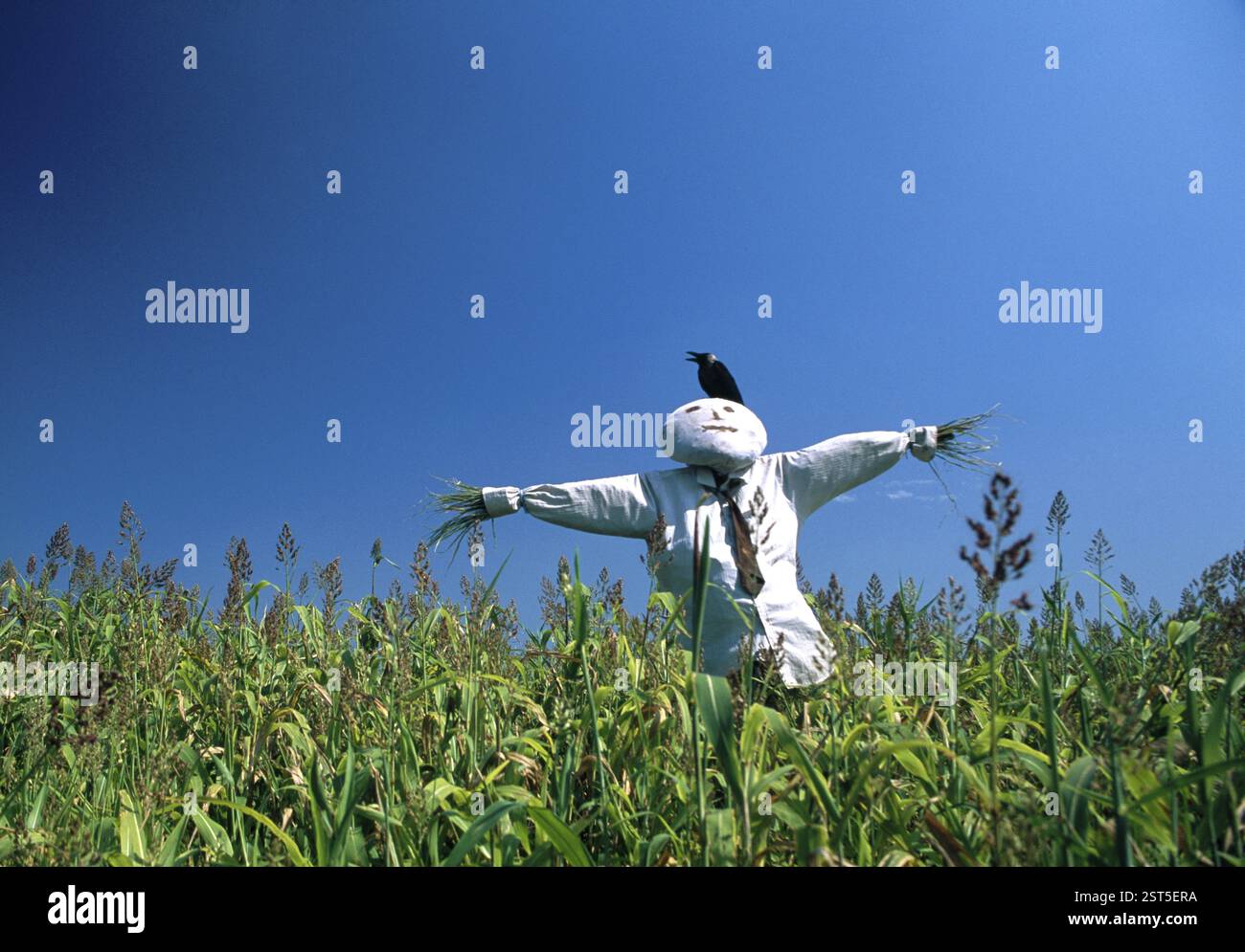Scarecrow Scare crow with crow in field, pune, maharashtra, india Stock ...