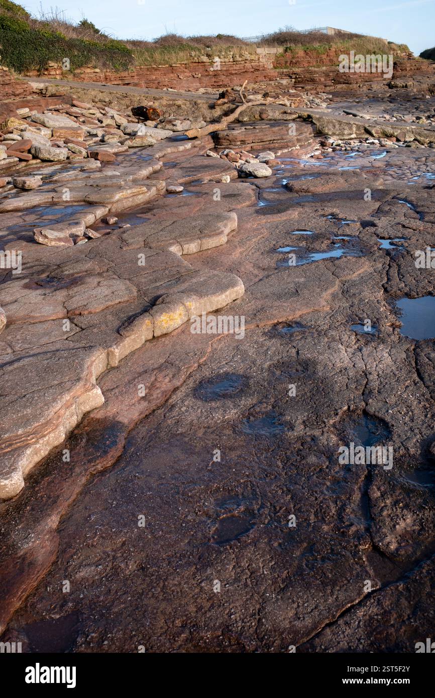 Beach fossils hi-res stock photography and images - Alamy