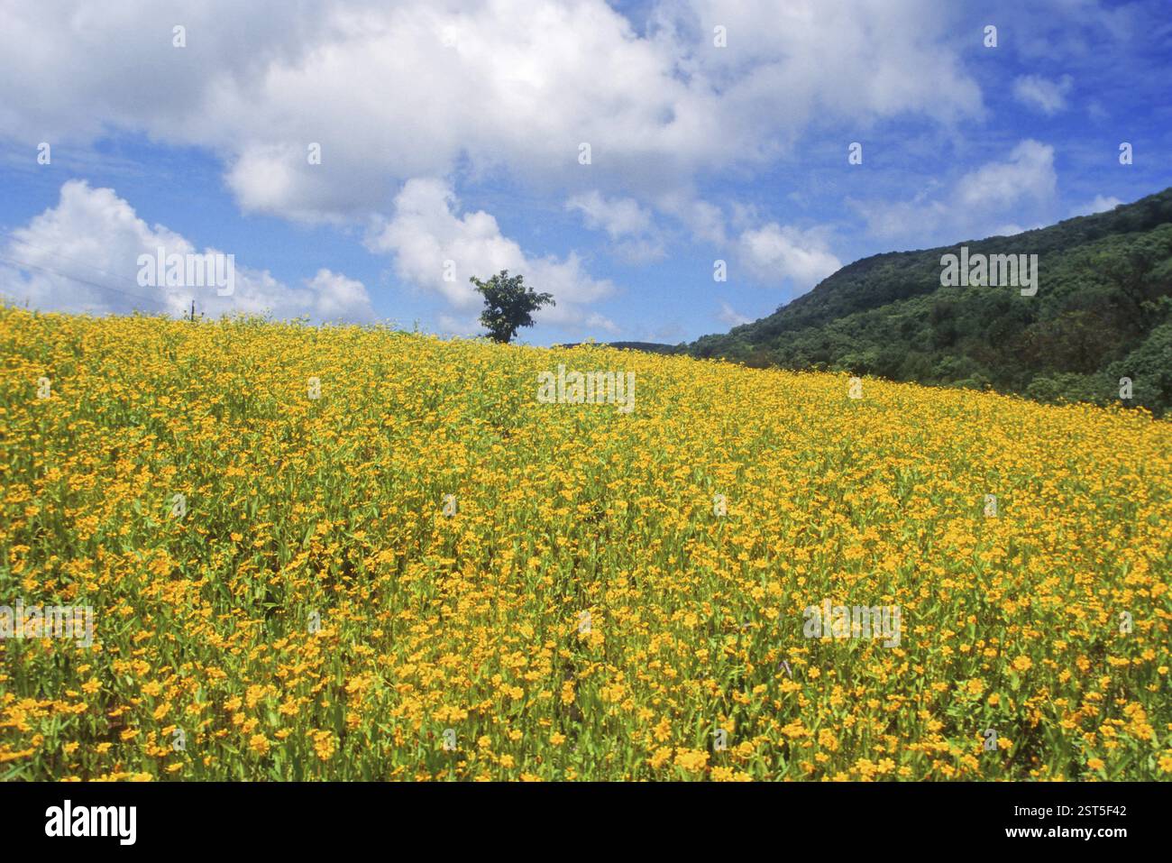 Yellow flowering mustard hi-res stock photography and images - Alamy