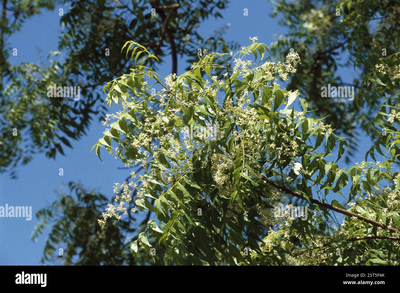 Neem tree or and Margosa (Azadirachta indica) Melia Azadirachta linn ...