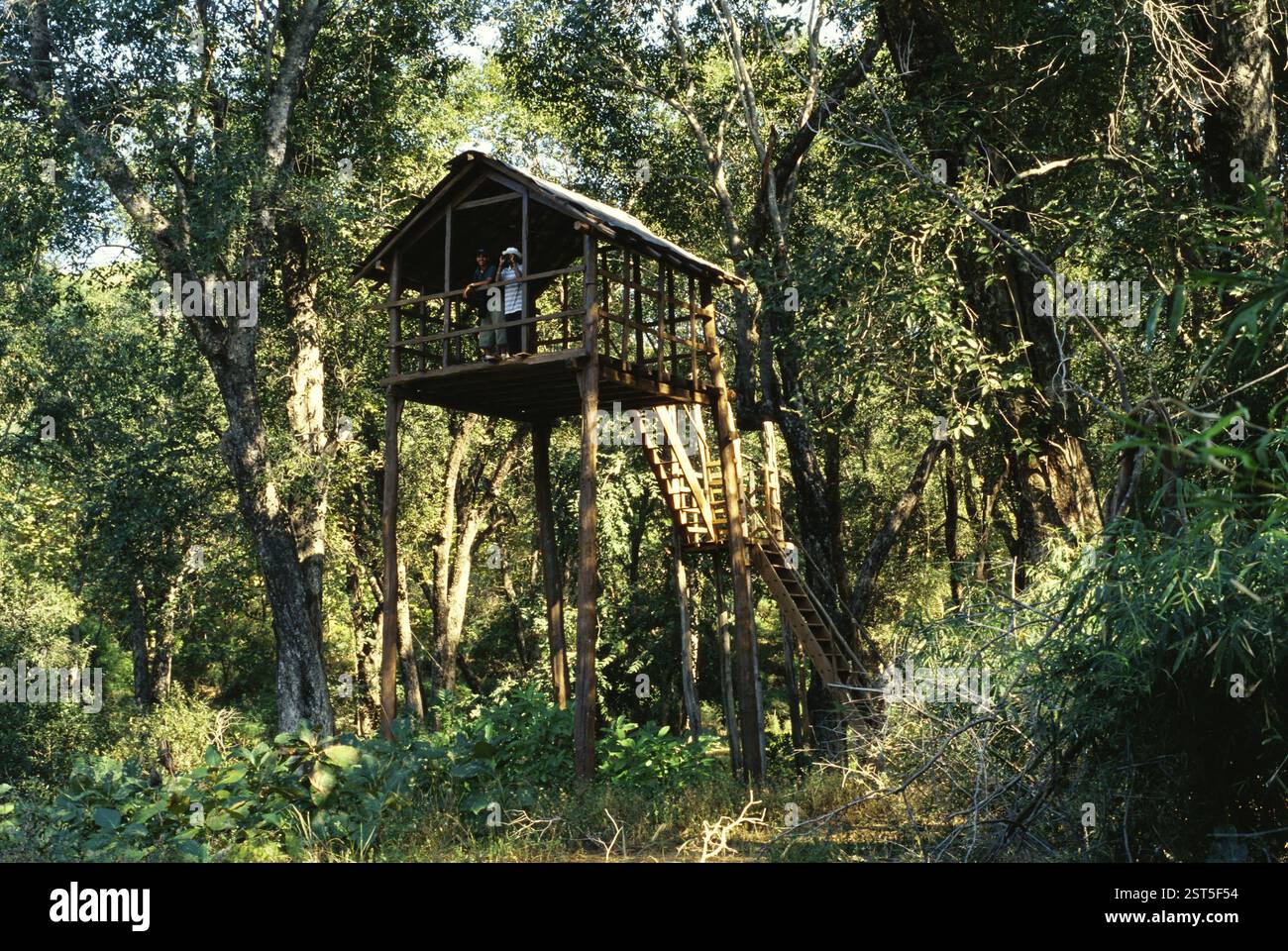 Traditional Machan in Tadoba sanctuary, nagpur, maharashtra, india ...