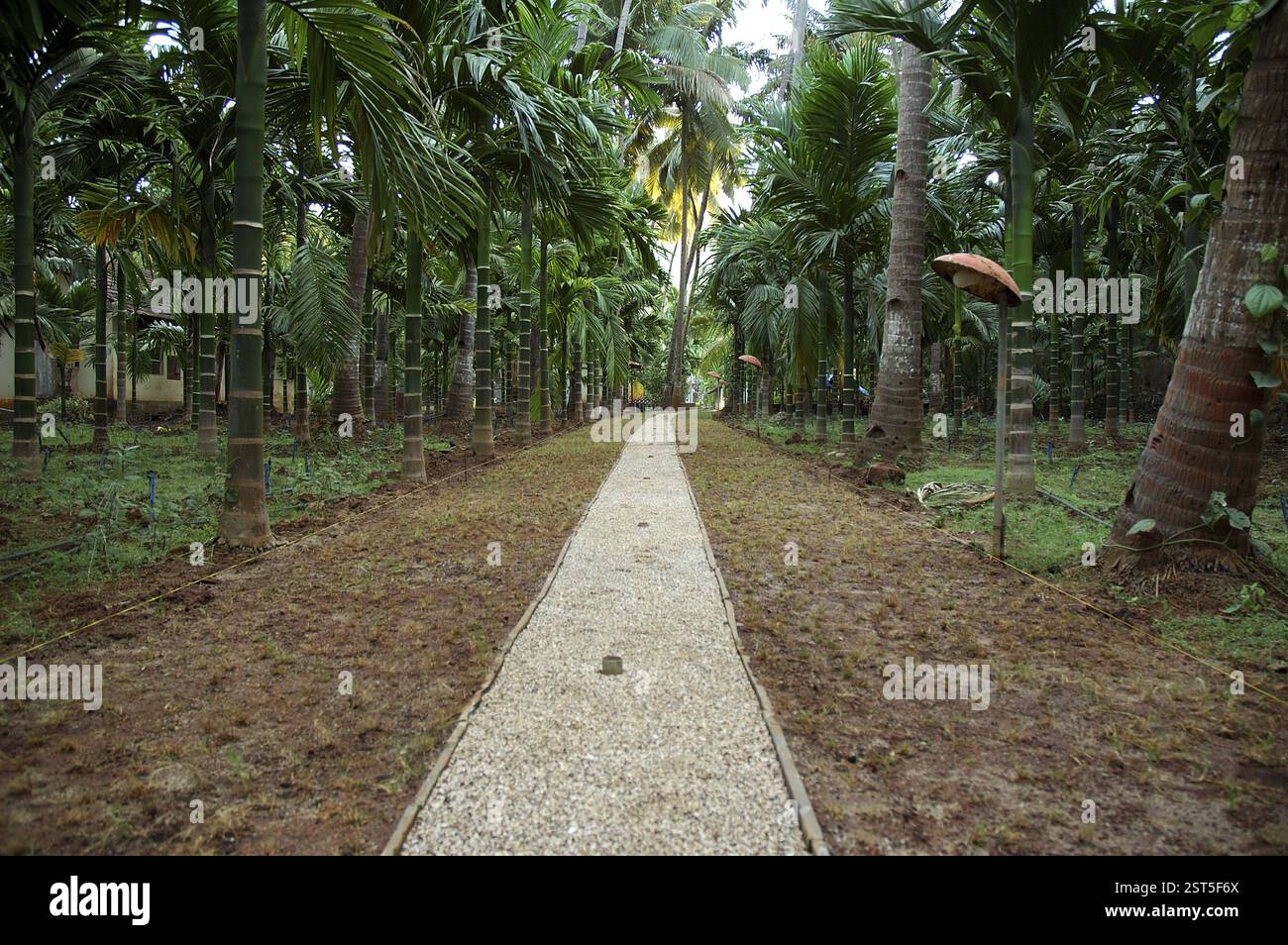 Pathway in a farm, India, Asia Stock Photo - Alamy