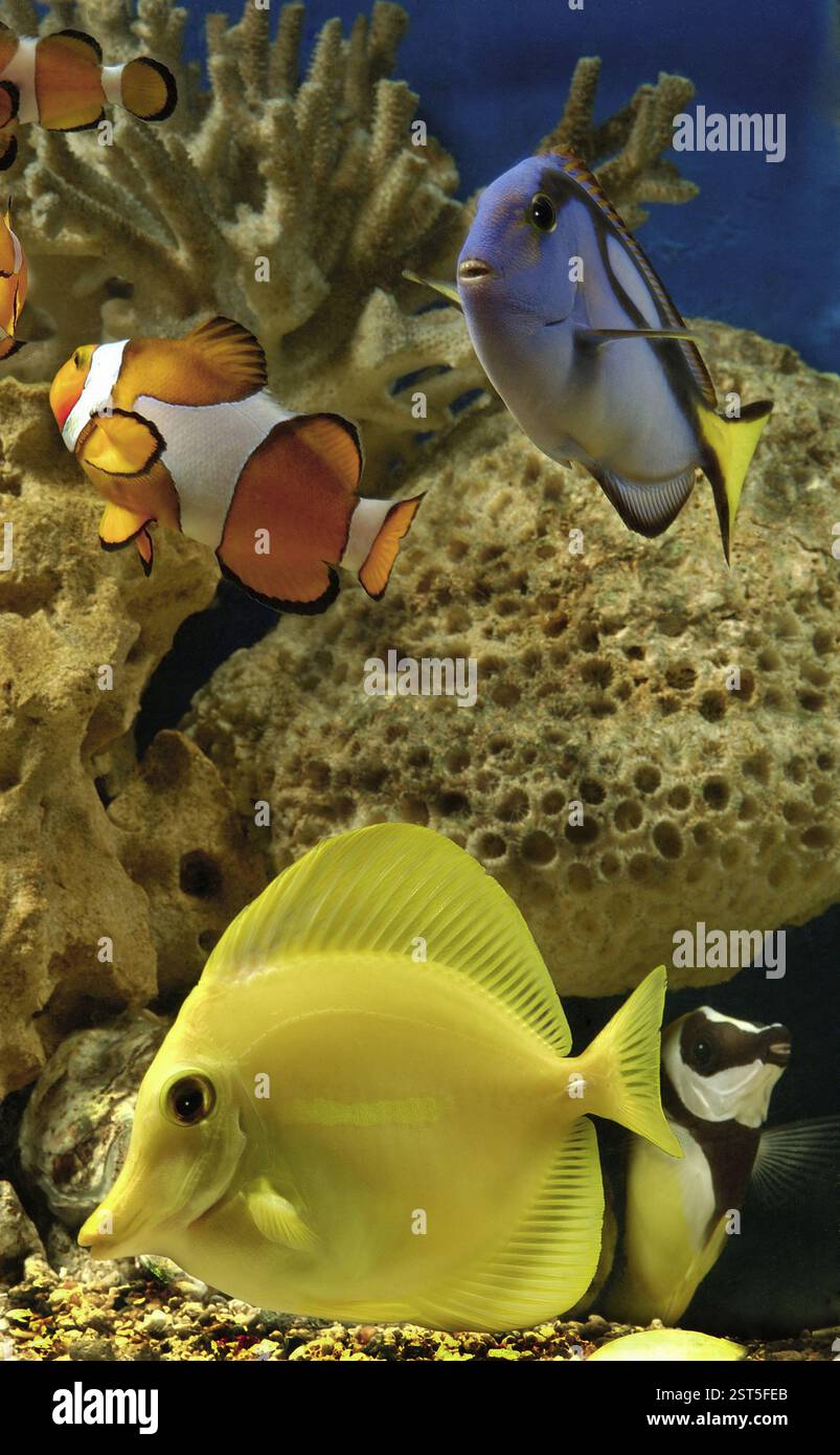 Fishes, Clown, Regal Tang and Yellow Tang Fish in a fish tank Stock ...