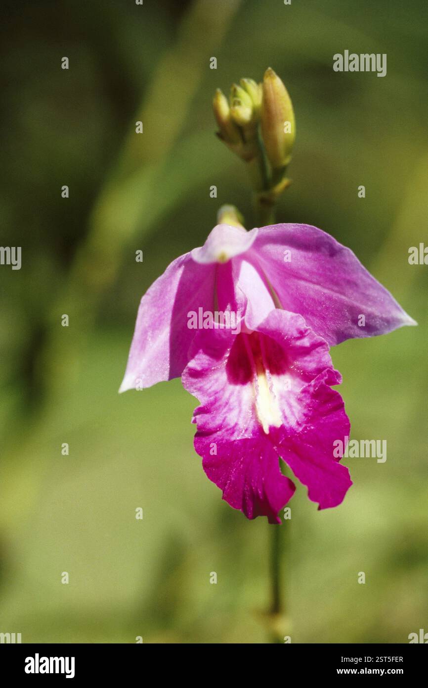 Orchid india Bamboo orchid Arundina graminifolia North East, india ...