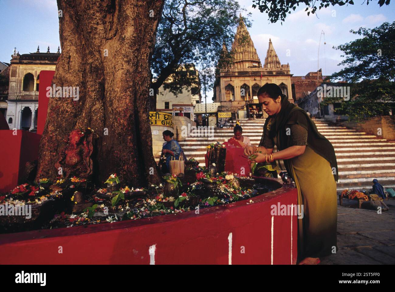 Woman worshiping the peepal pipal tree (Ficus religiosa) tree of ...