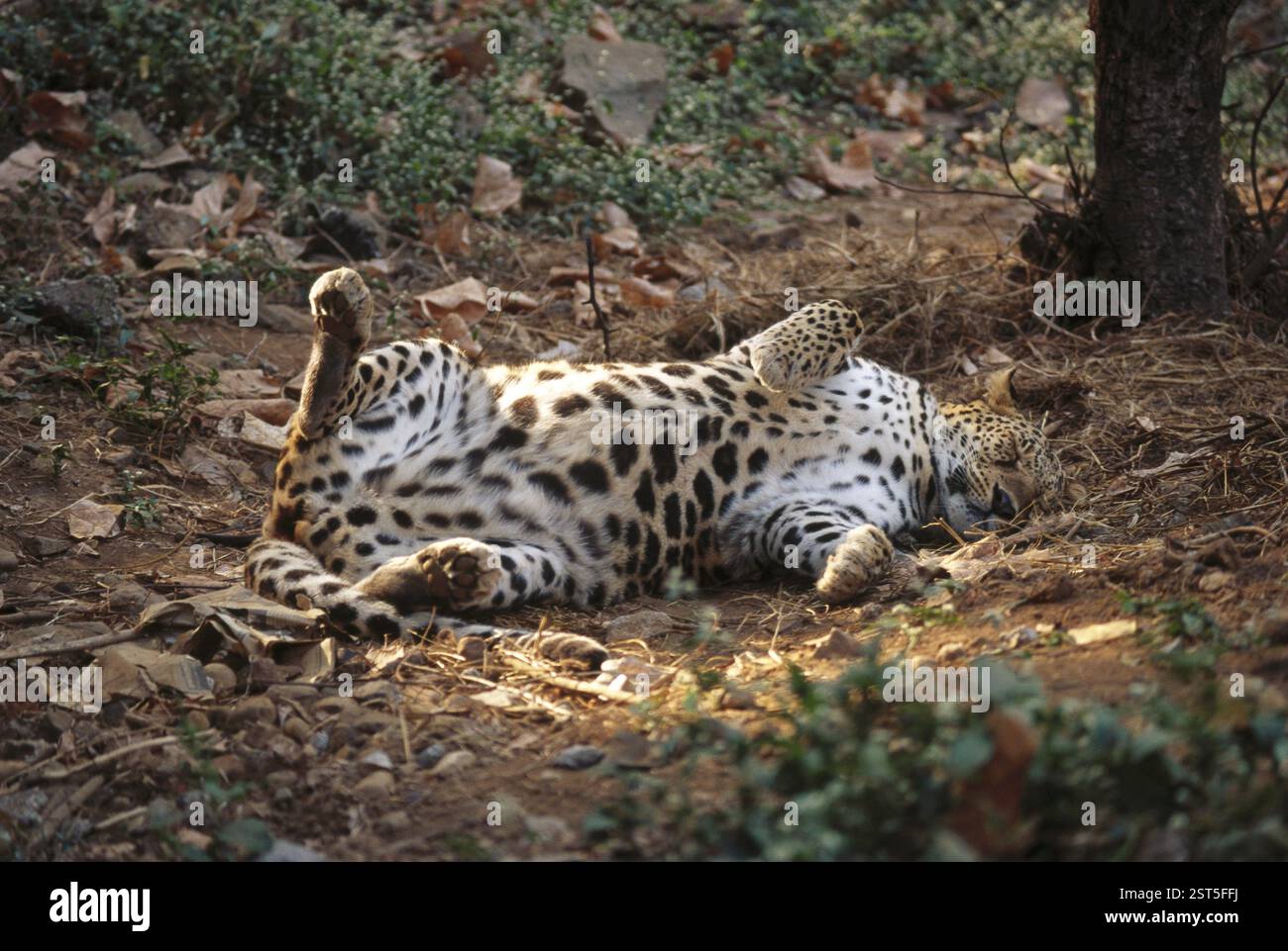 Leopard (Panthera Pardus), Bombay mumbai, maharashtra, india Stock ...