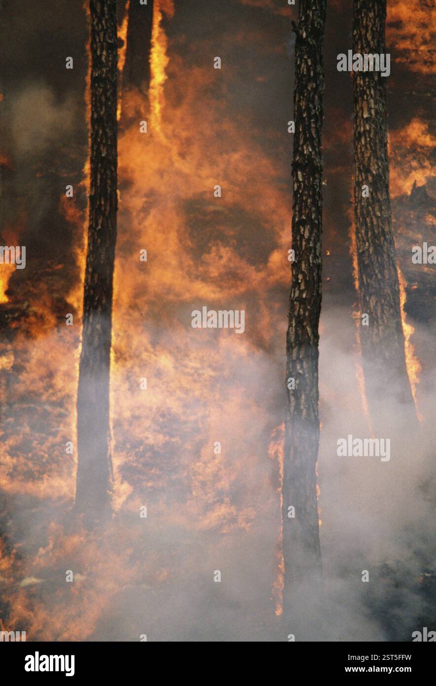 Wildfire damaged forests hi-res stock photography and images - Alamy