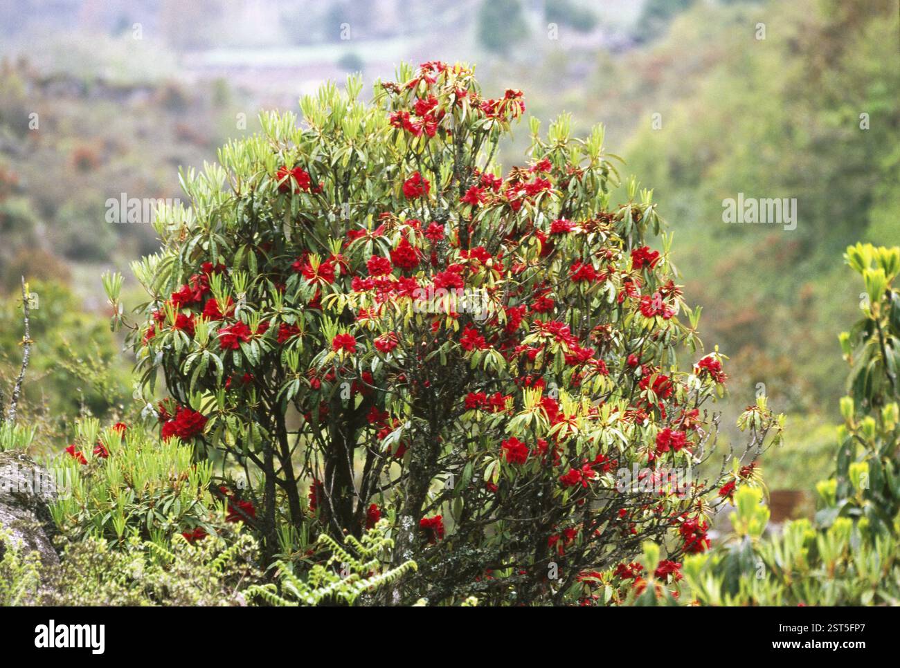 Rhododendron tree, sikkim, india Stock Photo - Alamy