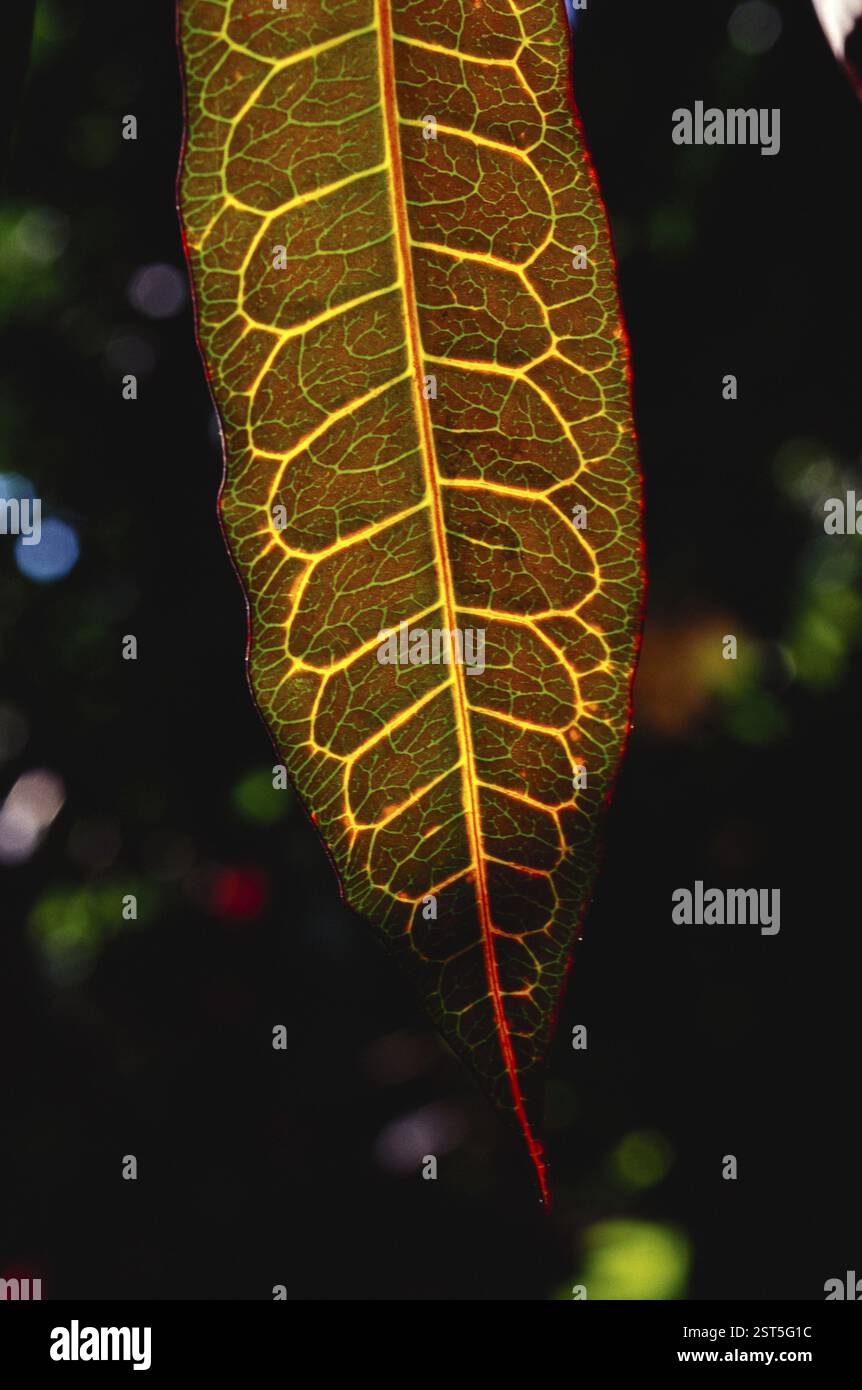 Leaf pattern, kankavali, maharashtra, india Stock Photo - Alamy