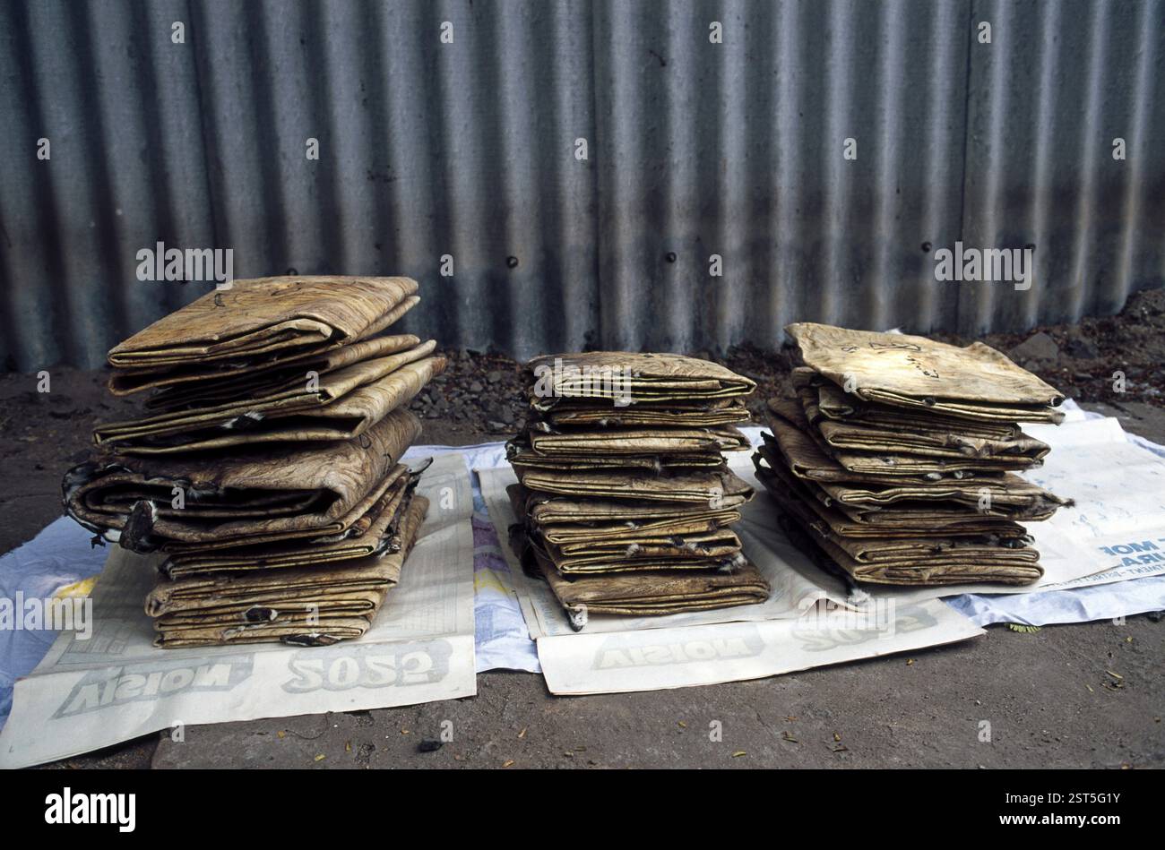 Seizes two tiger and twenty nine panther skins, india Stock Photo - Alamy
