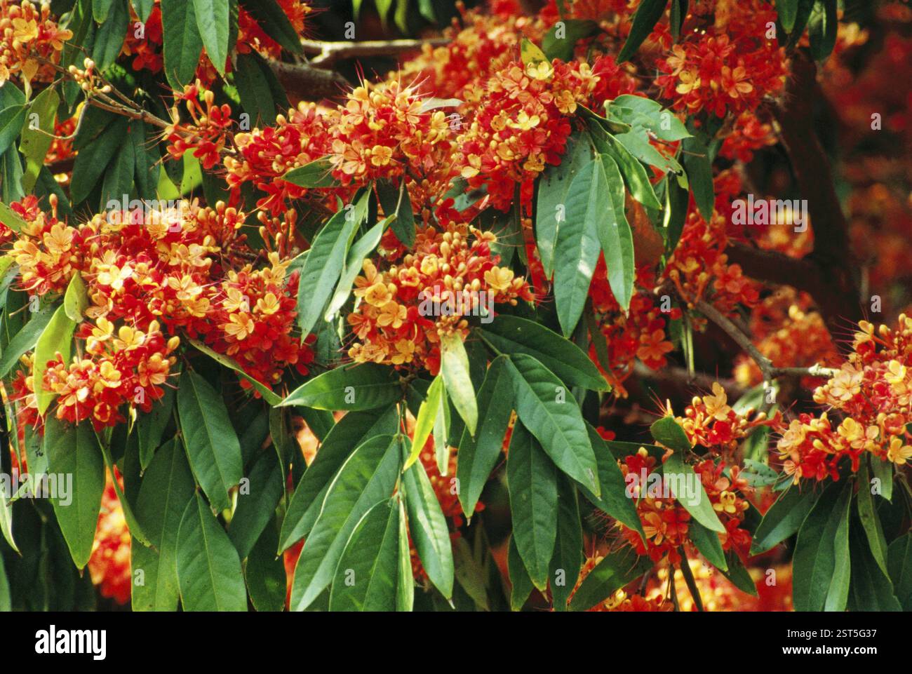 Ashoka tree flower leaves hi-res stock photography and images - Alamy