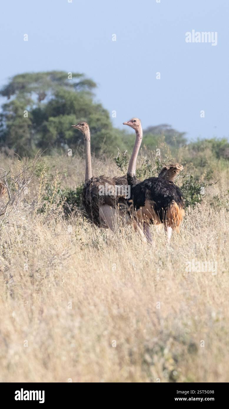 Common ostrich (Struthio camelus), adult male and female Stock Photo ...