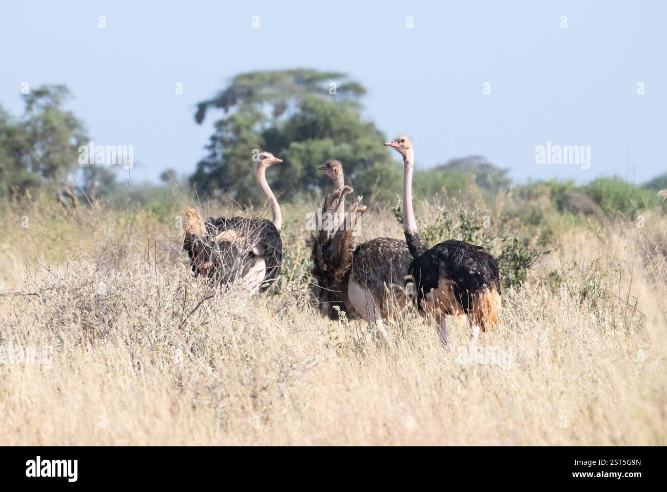 Common ostrich (Struthio camelus), three adults, two males and a female ...