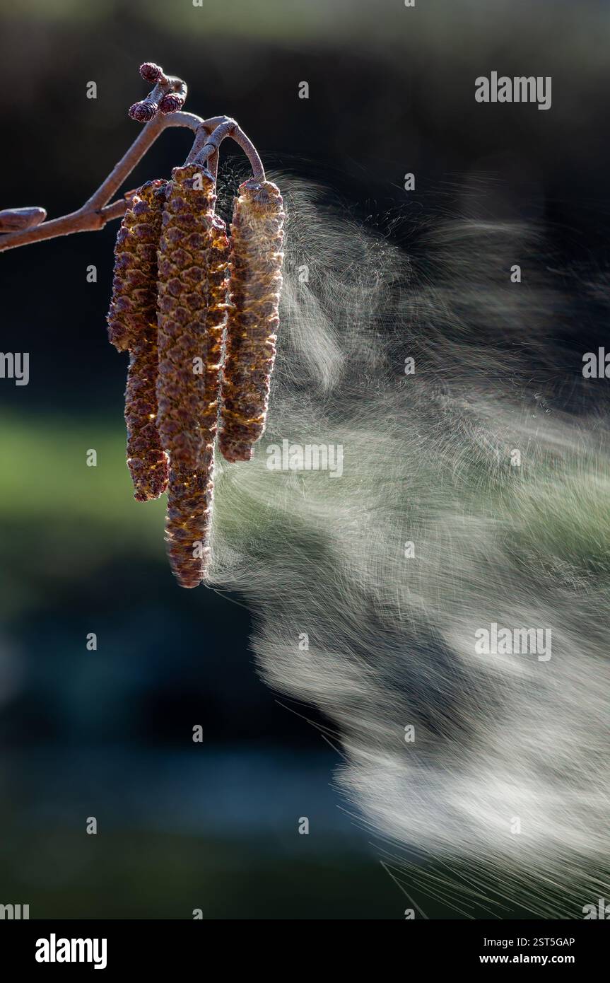 Pollen count of alder, alder with pollen flying off Stock Photo - Alamy