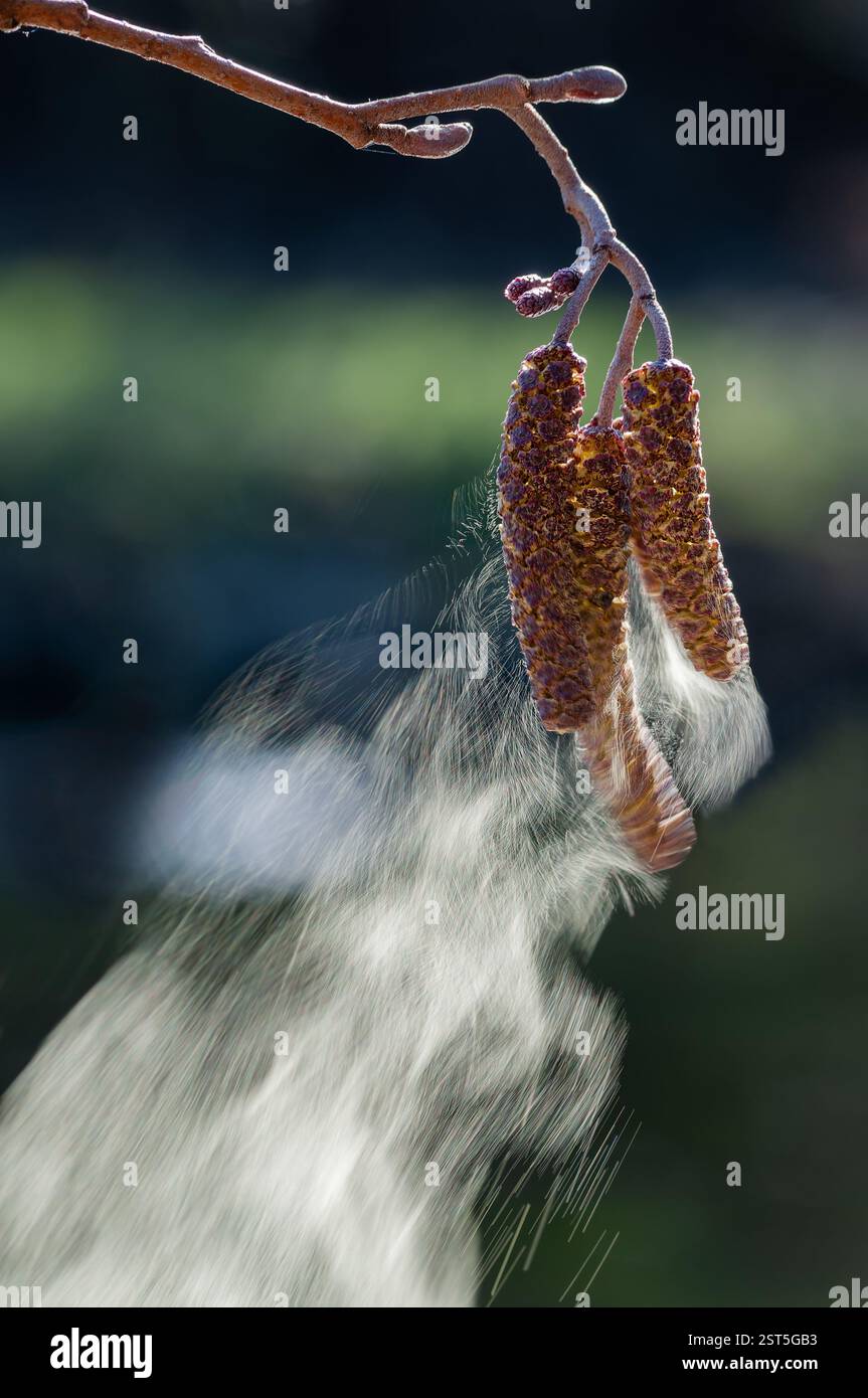 Pollen count, alder pollen flies off, deflecting pollen Stock Photo - Alamy
