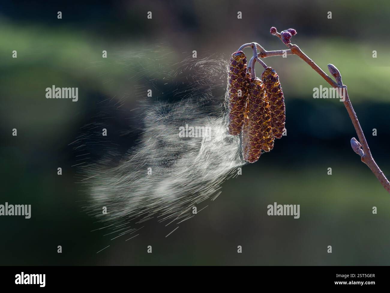 Wind of pollen alder tree hi-res stock photography and images - Alamy