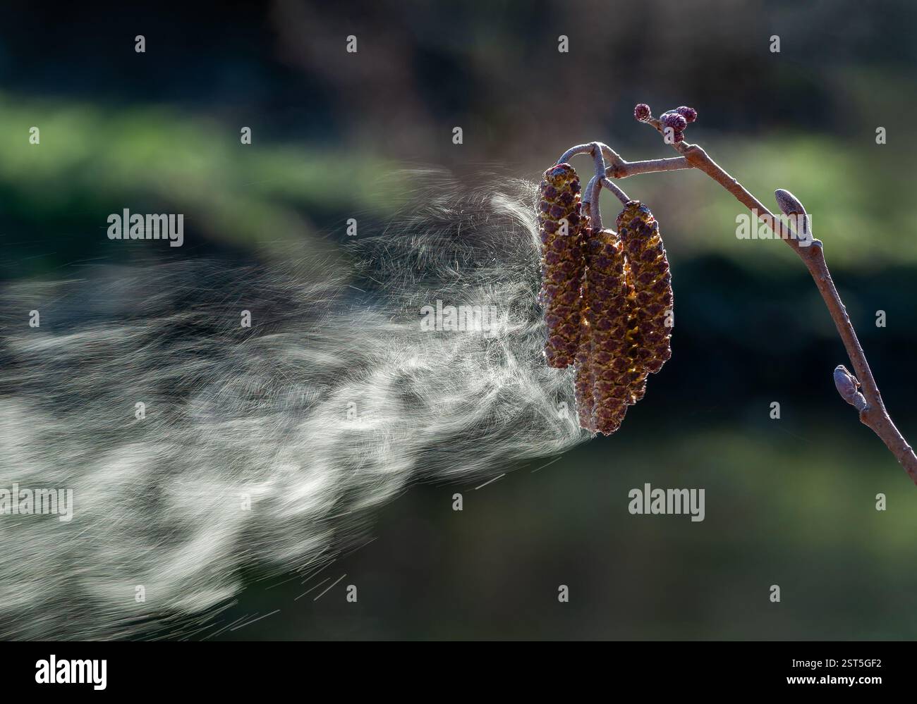 Wind of pollen alder tree hi-res stock photography and images - Alamy