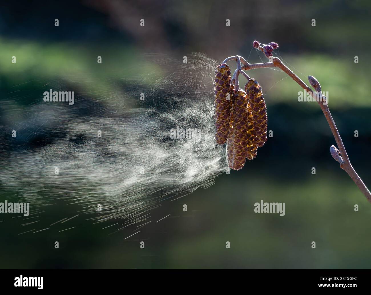 Pollen count of alder, black alder (Alnus glutinosa) with pollen flying ...