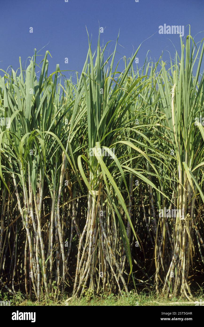 Farm of Sugar cane crops Stock Photo - Alamy