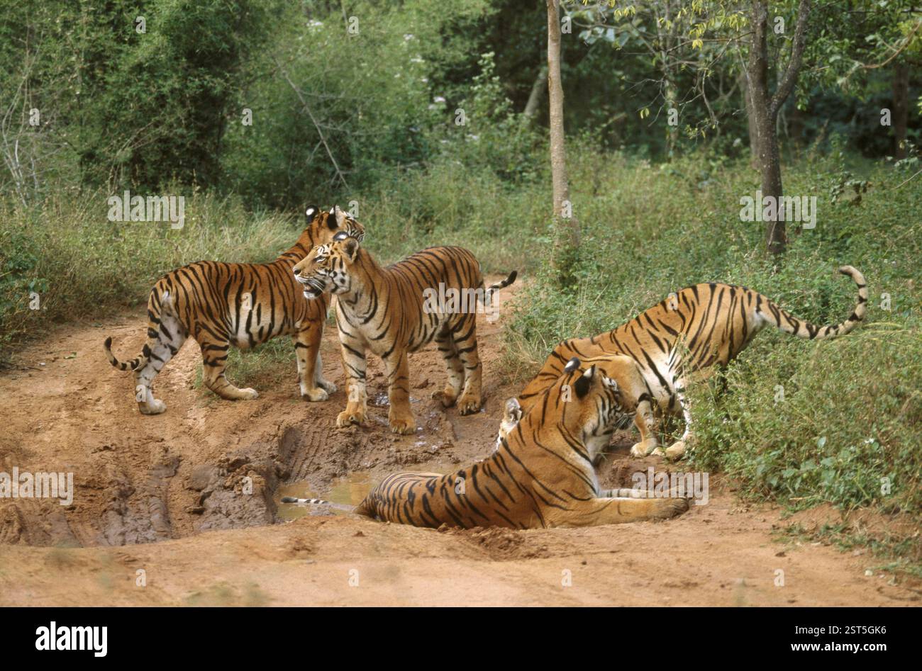 Four Tigers, bannarghatta national park, bangalore, karnataka, india ...