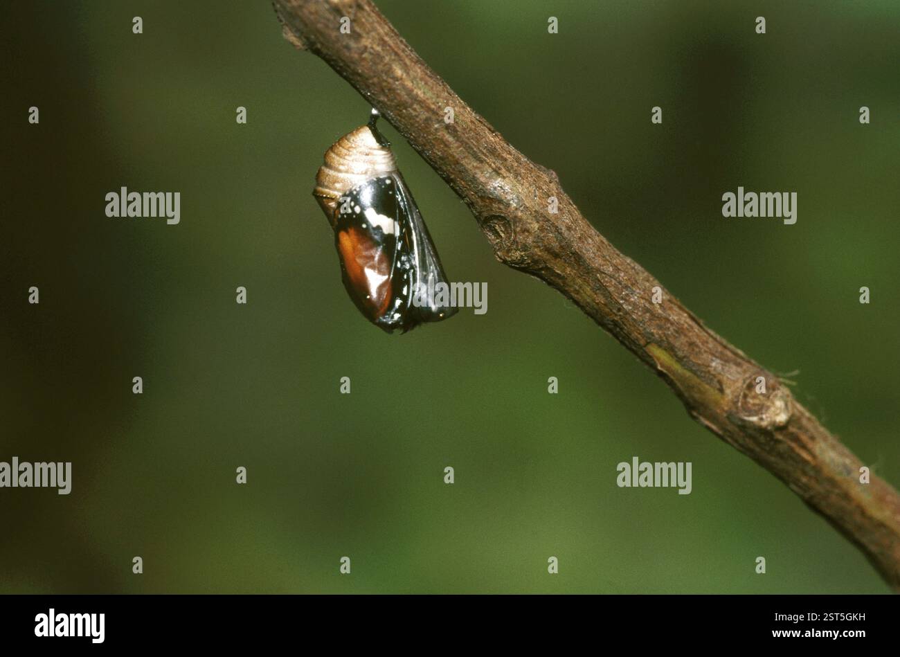 Insects, Butterfly, Emergence Plain Tiger Danaus Chrysippus-2 Stock ...