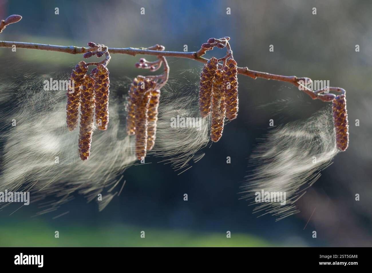 Pollen count, alder pollen flies off, deflecting pollen Stock Photo - Alamy