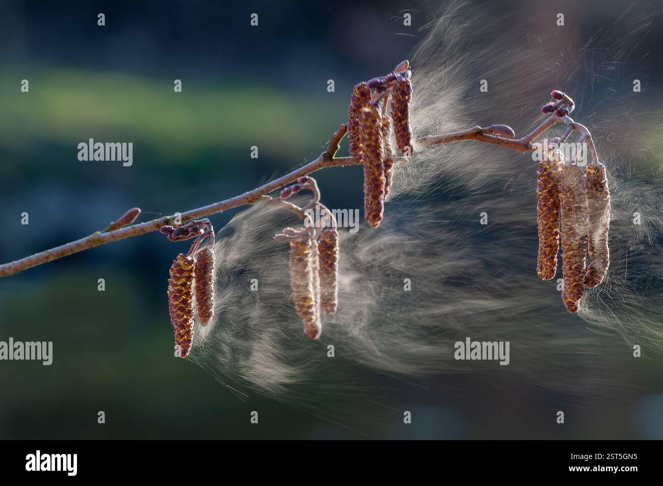 Pollen count of alder, alder with pollen flying off Stock Photo - Alamy