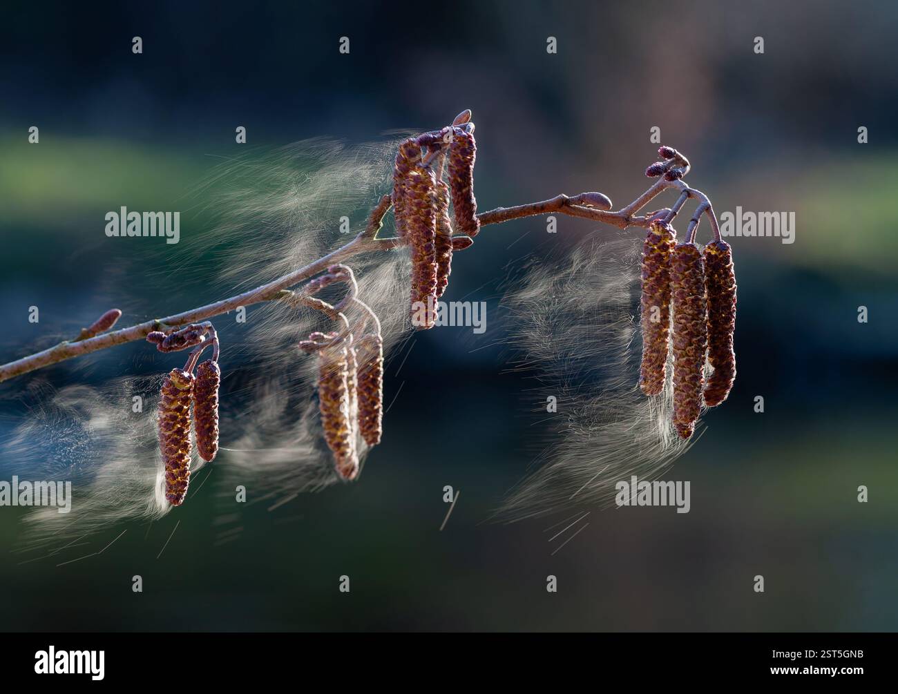Pollen count, alder pollen flies off, deflecting pollen Stock Photo - Alamy