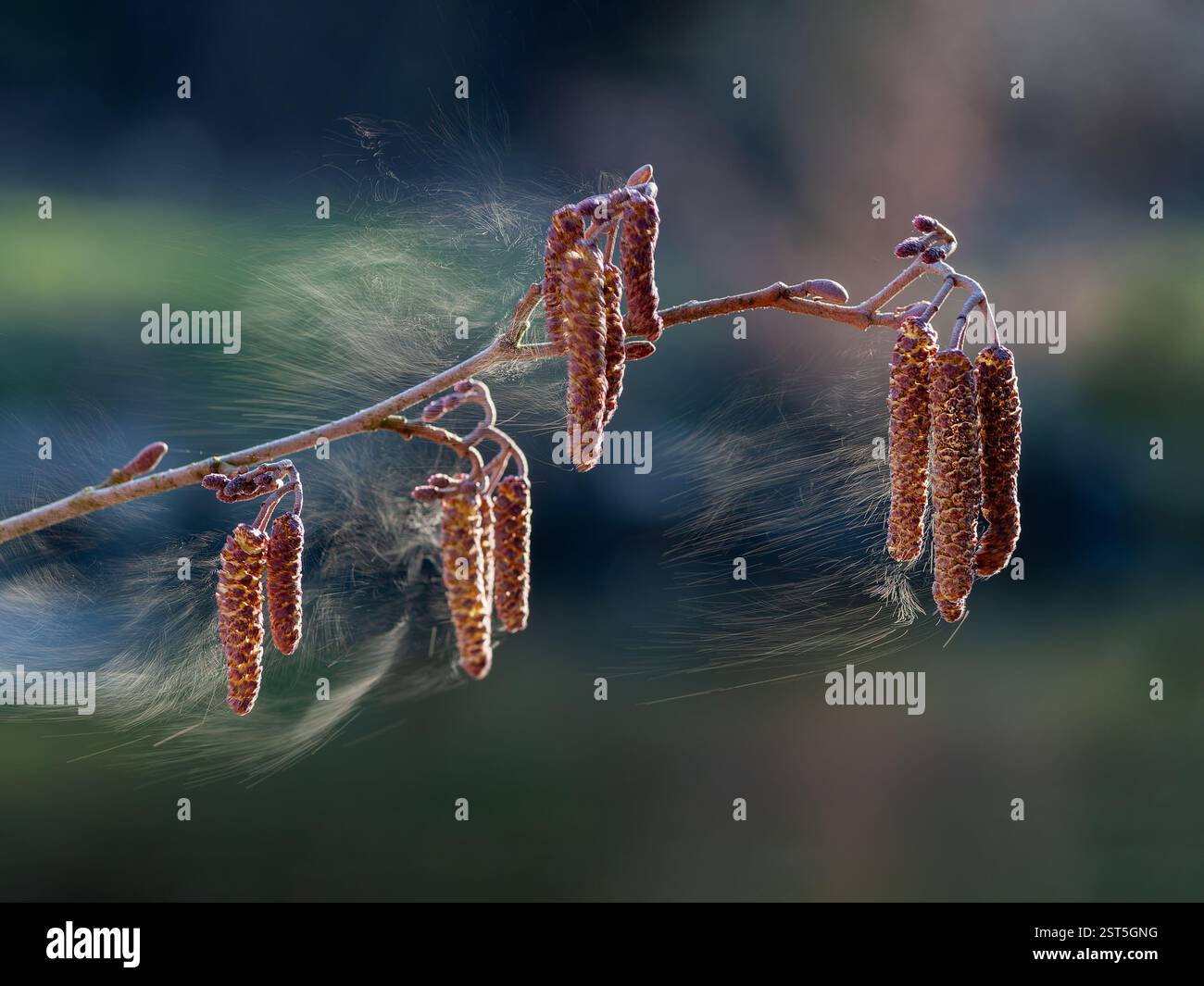Pollenflug Erle, Pollen count of alder, alder with pollen flying off ...