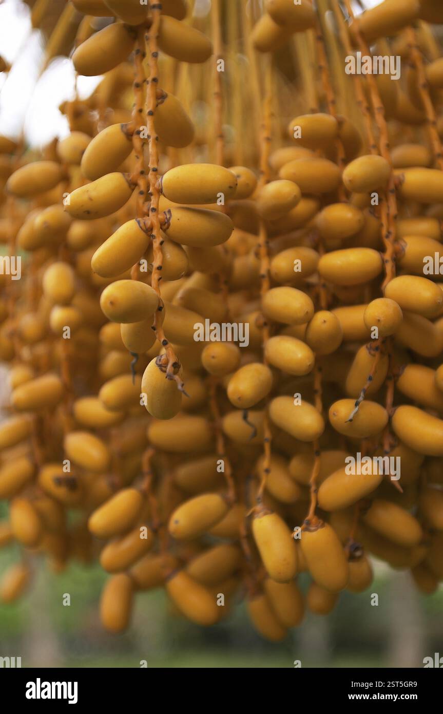Bunch of Dates growing on a tree Stock Photo - Alamy