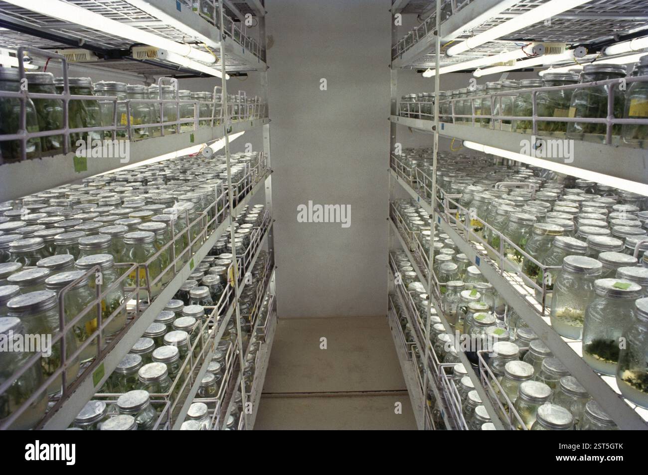 Tissue culture room, india Stock Photo - Alamy