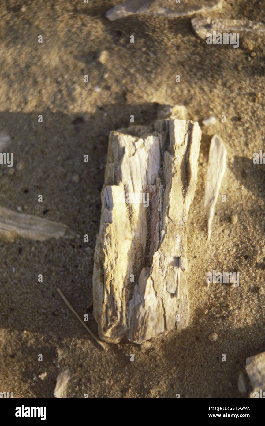 Wood fossil, sam sand dunes in desert, jaisalmer, rajasthan, india ...