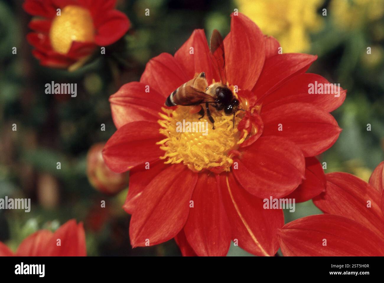 India honeybee flower hi-res stock photography and images - Alamy