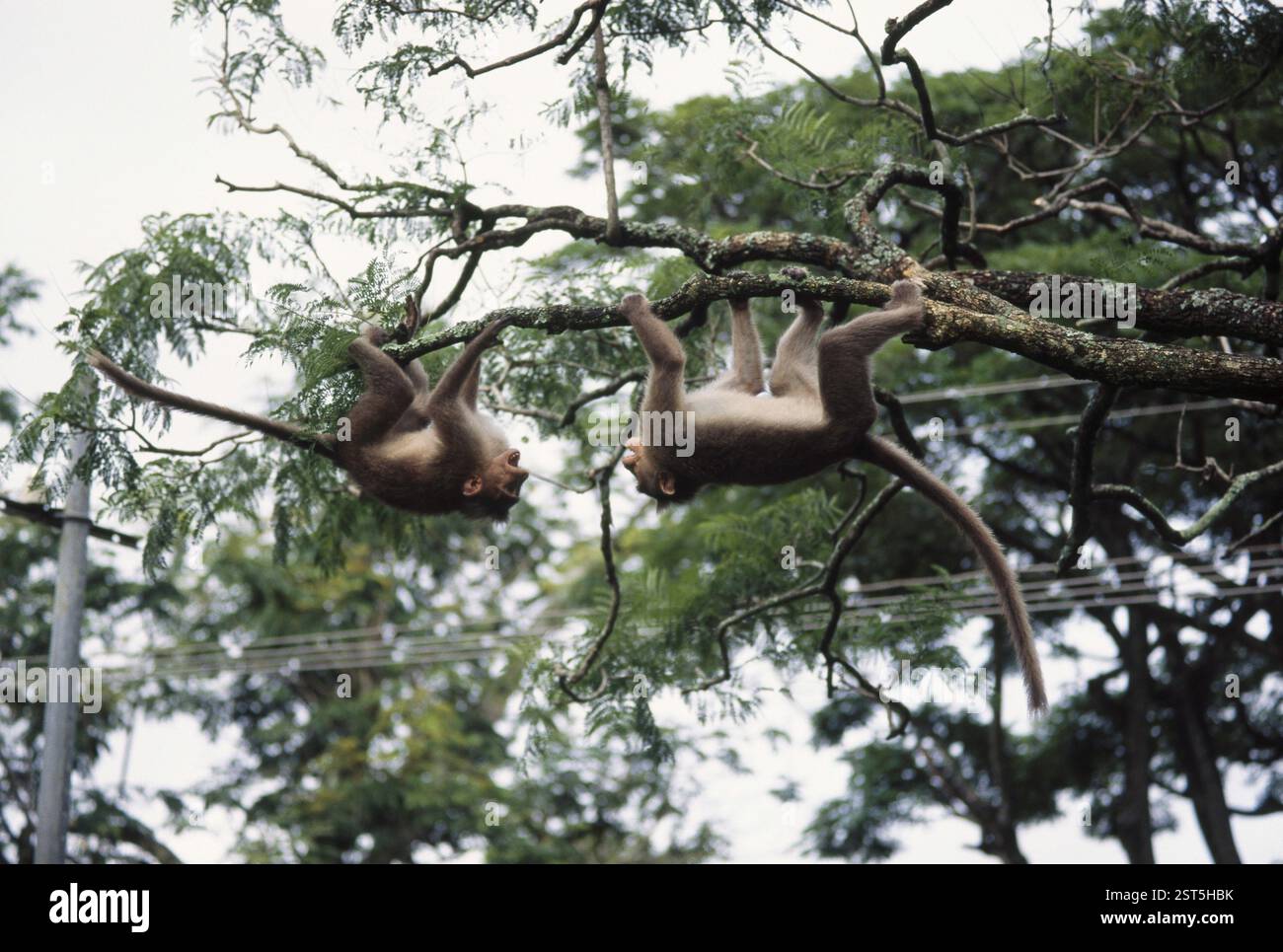 Macaque habitat heat hi-res stock photography and images - Alamy