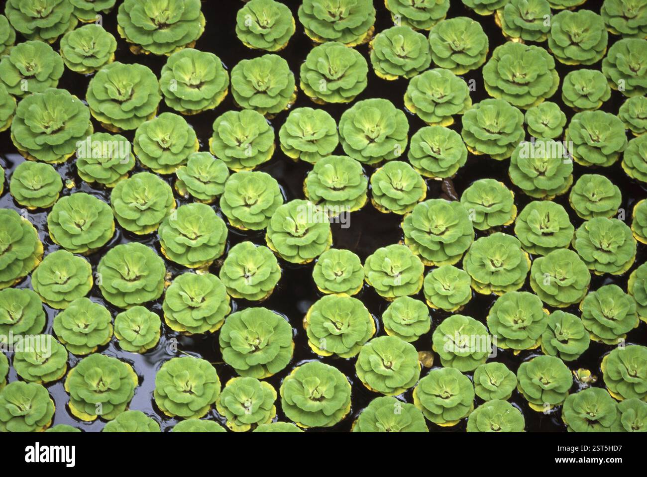 Patterns, water lettuce, india Stock Photo - Alamy
