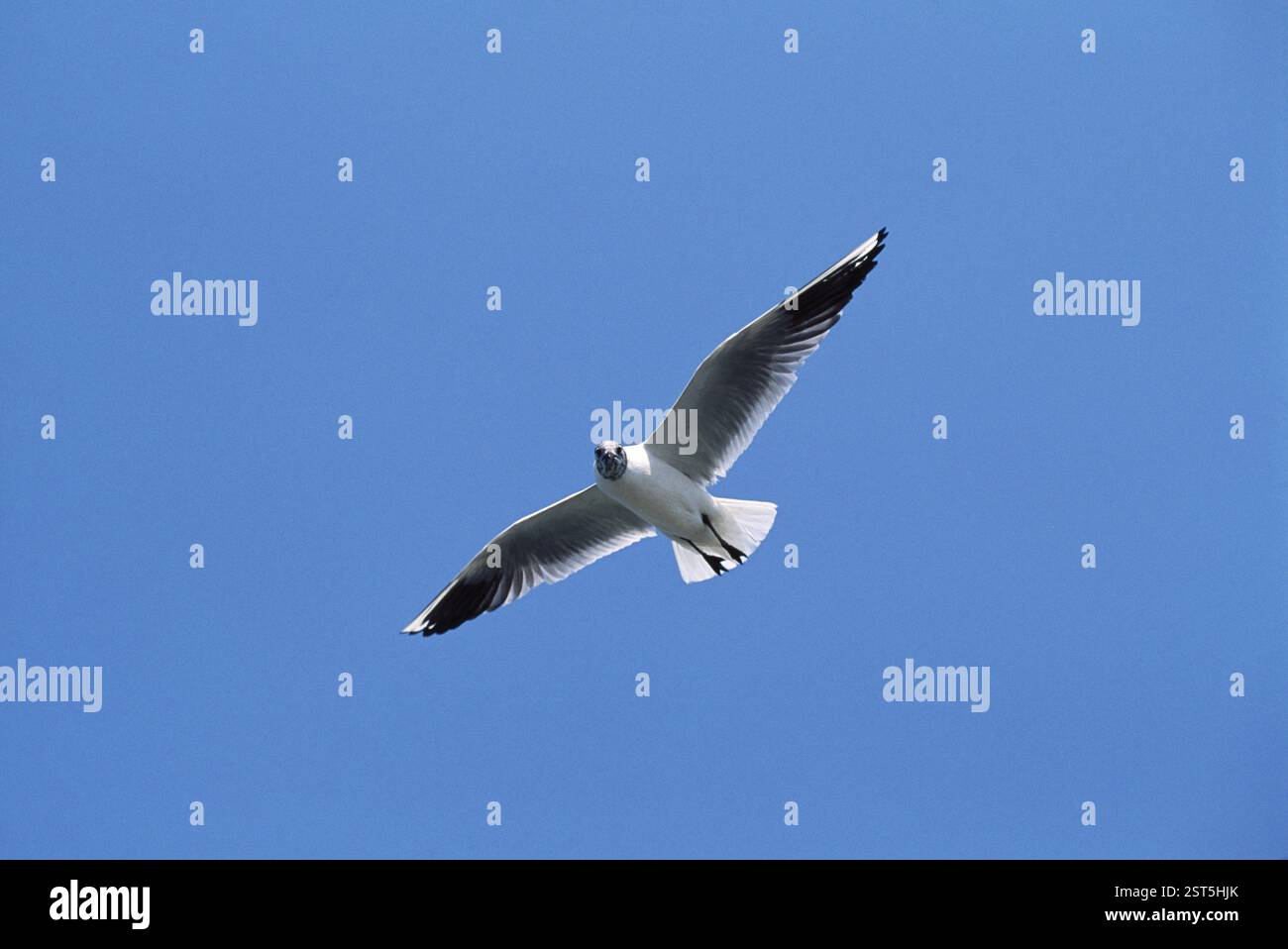 Birds, Seagull Larus Ridibundus Linnaeus Flying, Bombay mumbai ...