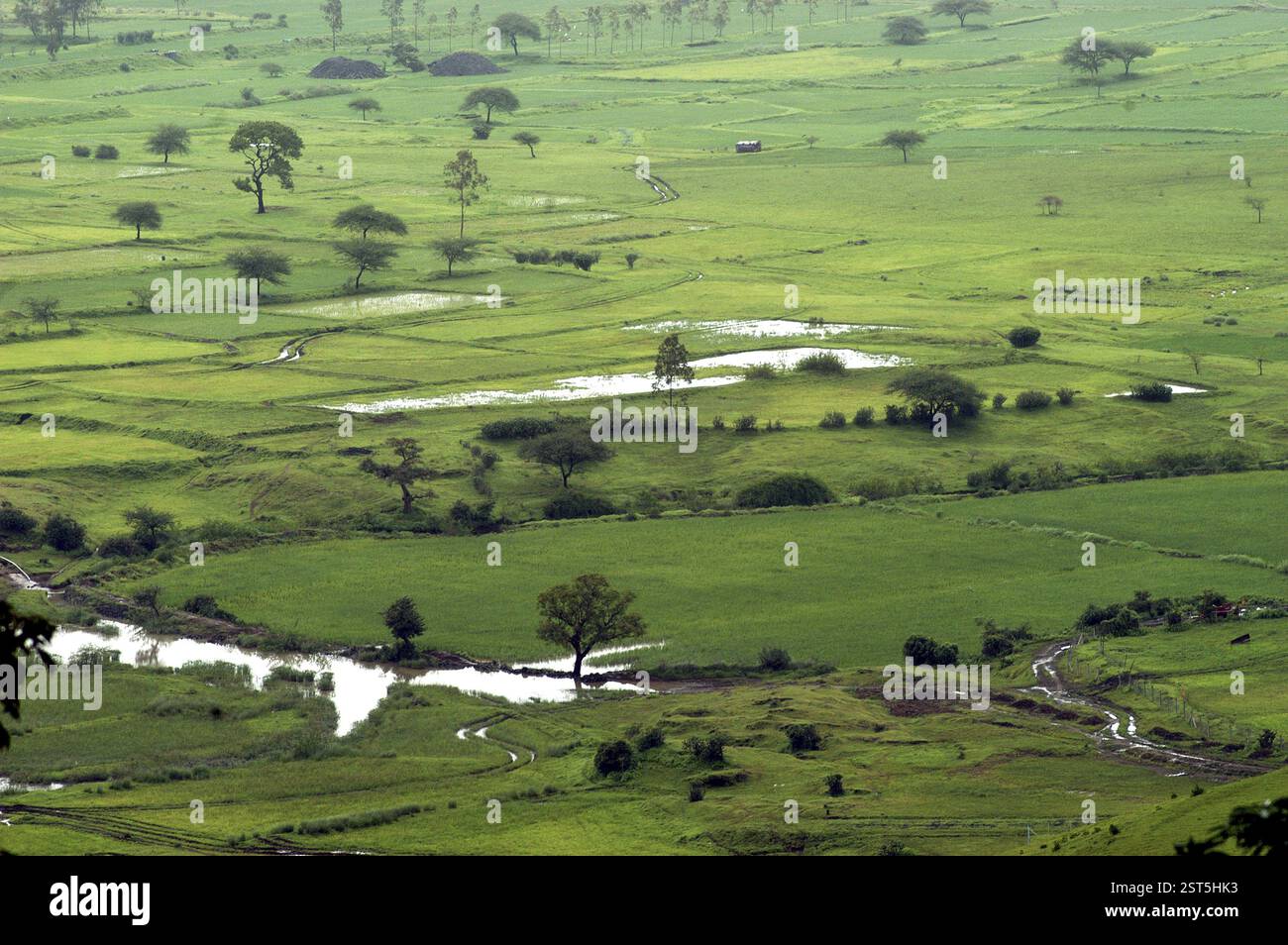 Greenery at Trimbakeshwar, near Nasik, Maharashtra, India, Asia Stock ...