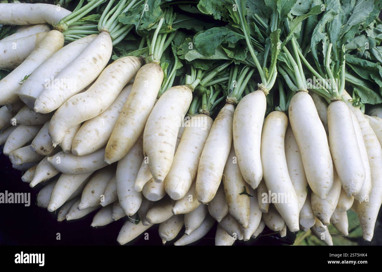Radishes pots hi-res stock photography and images - Alamy