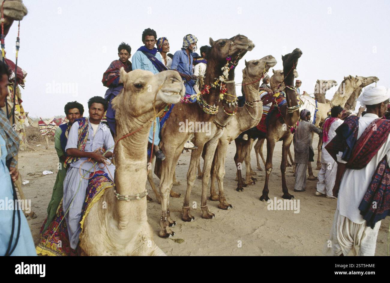 Camel safari, rann of kutch, Gujarat, india Stock Photo - Alamy
