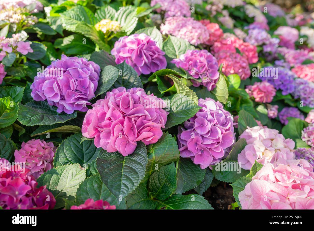 Pink and Blue Mophead Hydrangea macrophylla ‘Endless Summer’ in flower ...
