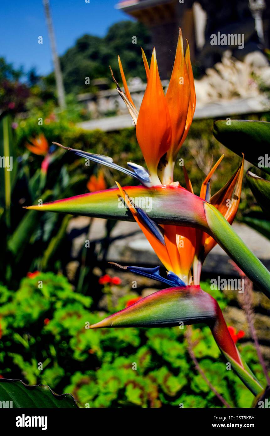Beautiful strelitzia flower hi-res stock photography and images - Alamy
