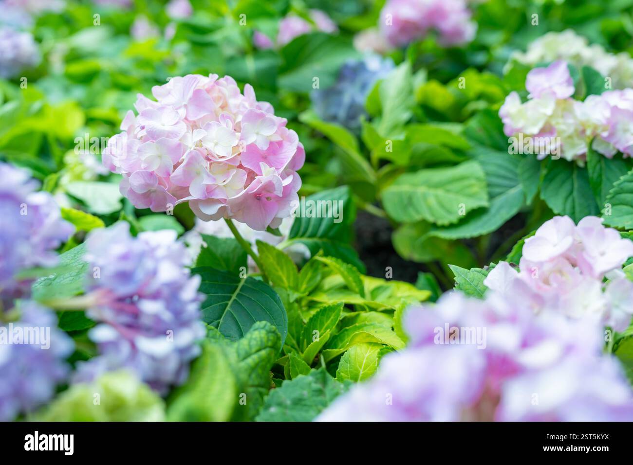 Beautiful hydrangea bush in landscape design. Flowers in the garden ...