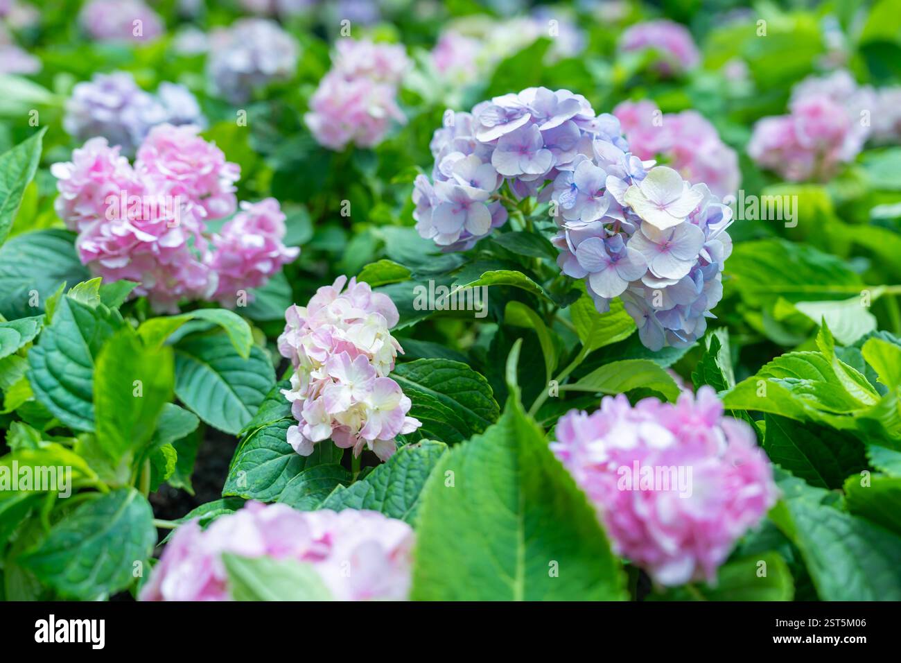 Beautiful hydrangea bush in landscape design. Flowers in the garden ...