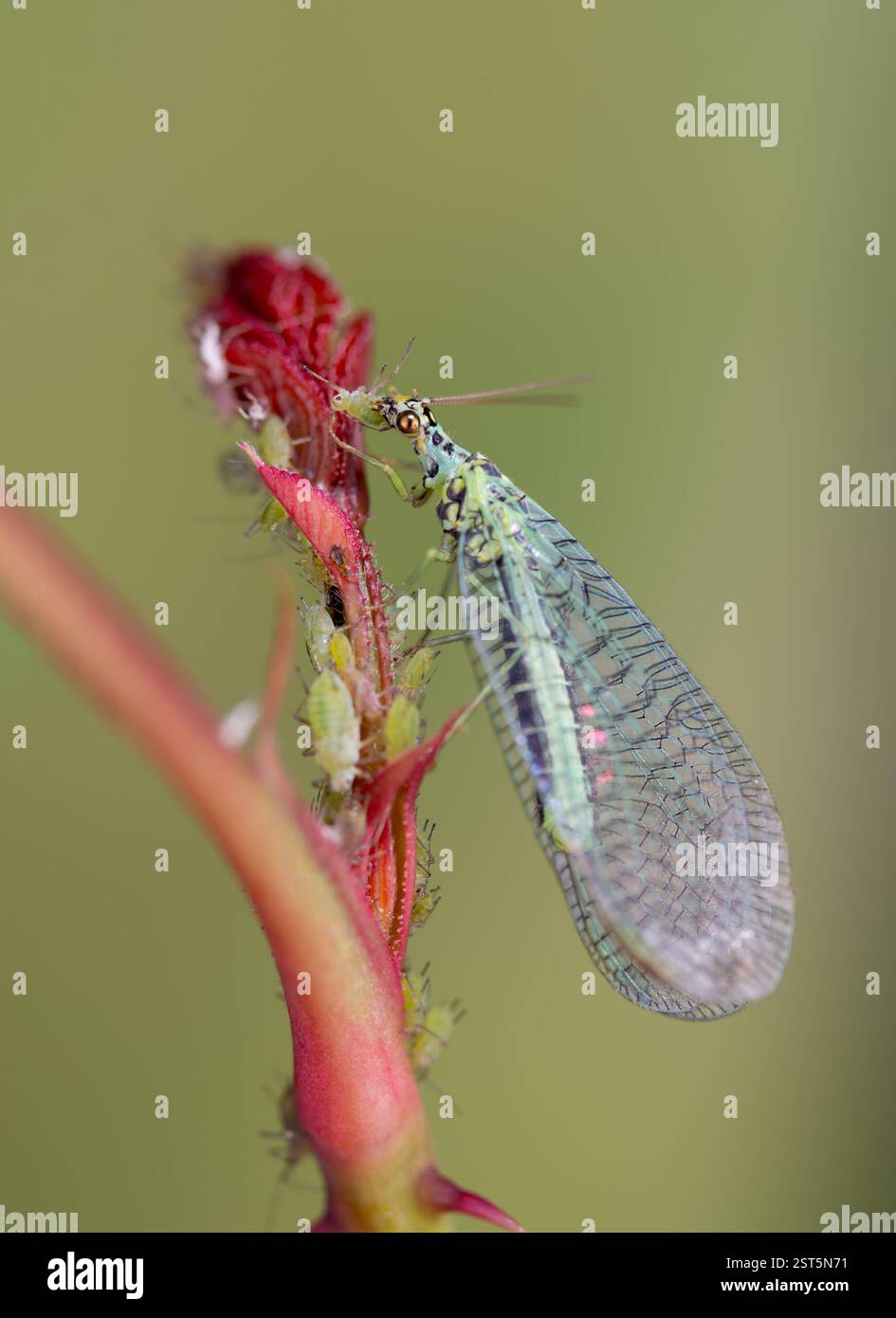 Chrysoperla carnea adult hi-res stock photography and images - Alamy