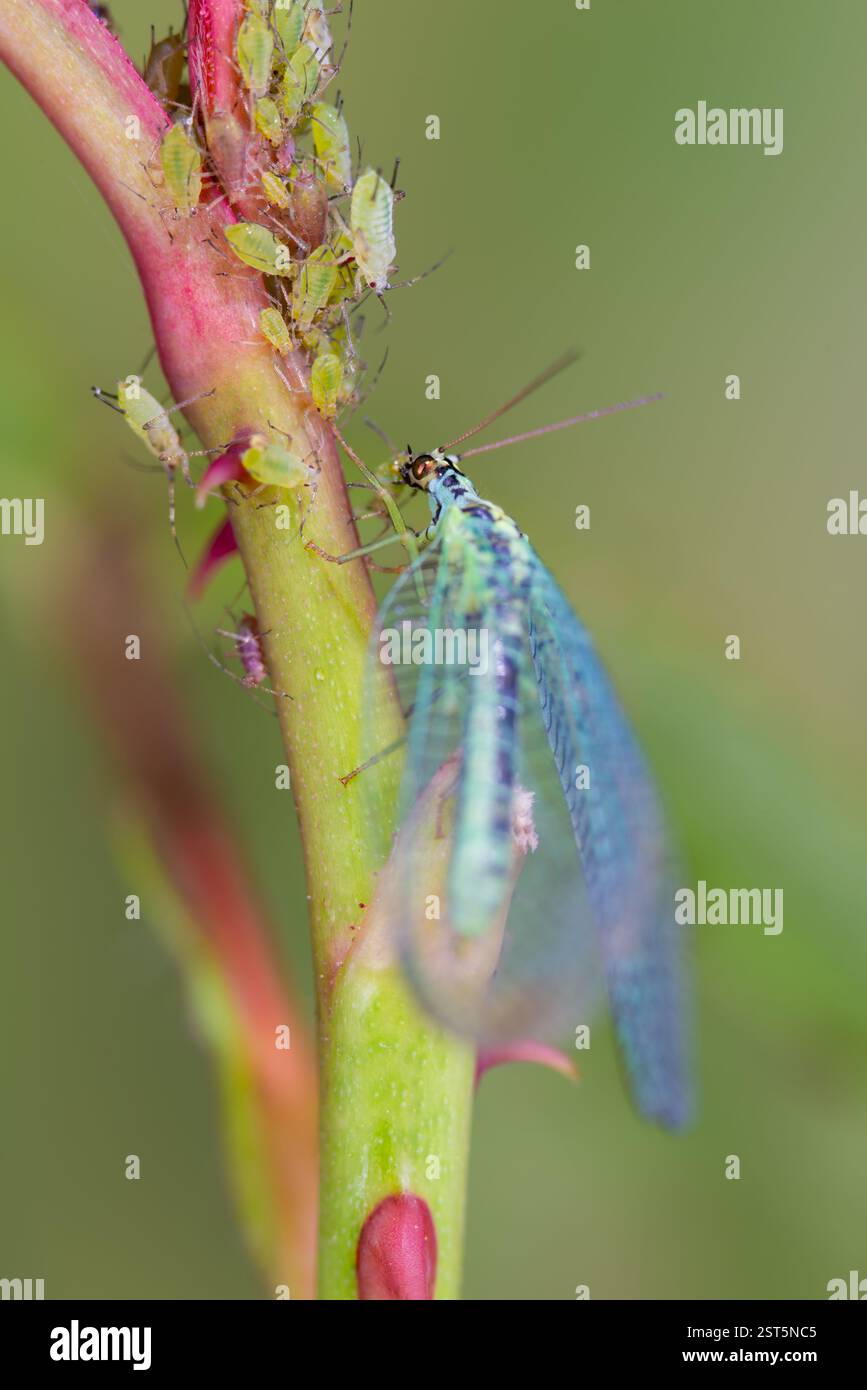 Adult Carnivorous lacewing species eats aphids Stock Photo - Alamy