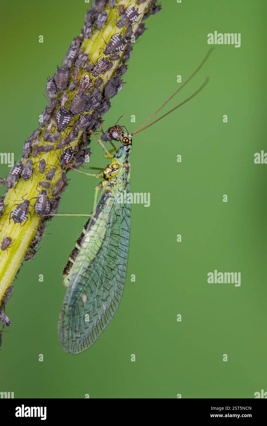 Adult Carnivorous lacewing species eats plant pests Stock Photo - Alamy