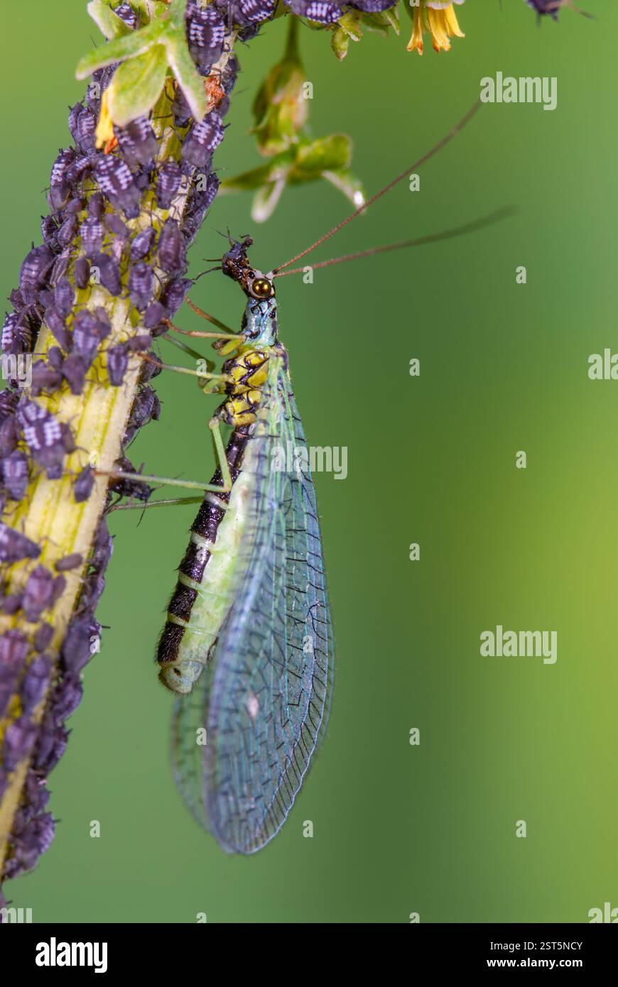 Adult carnivorous lacewing species (Chrysopa perla) eats aphid Stock ...